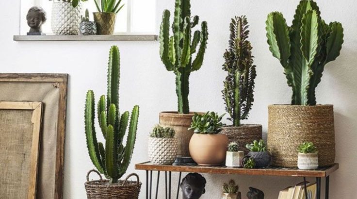 Marvelous 30 Best Creative Cactus Decorations to Beautify Your Home ...